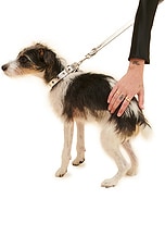 Little Beast COL YOU MEAN THE WORLD TO ME COLLAR en Silver | REVOLVE